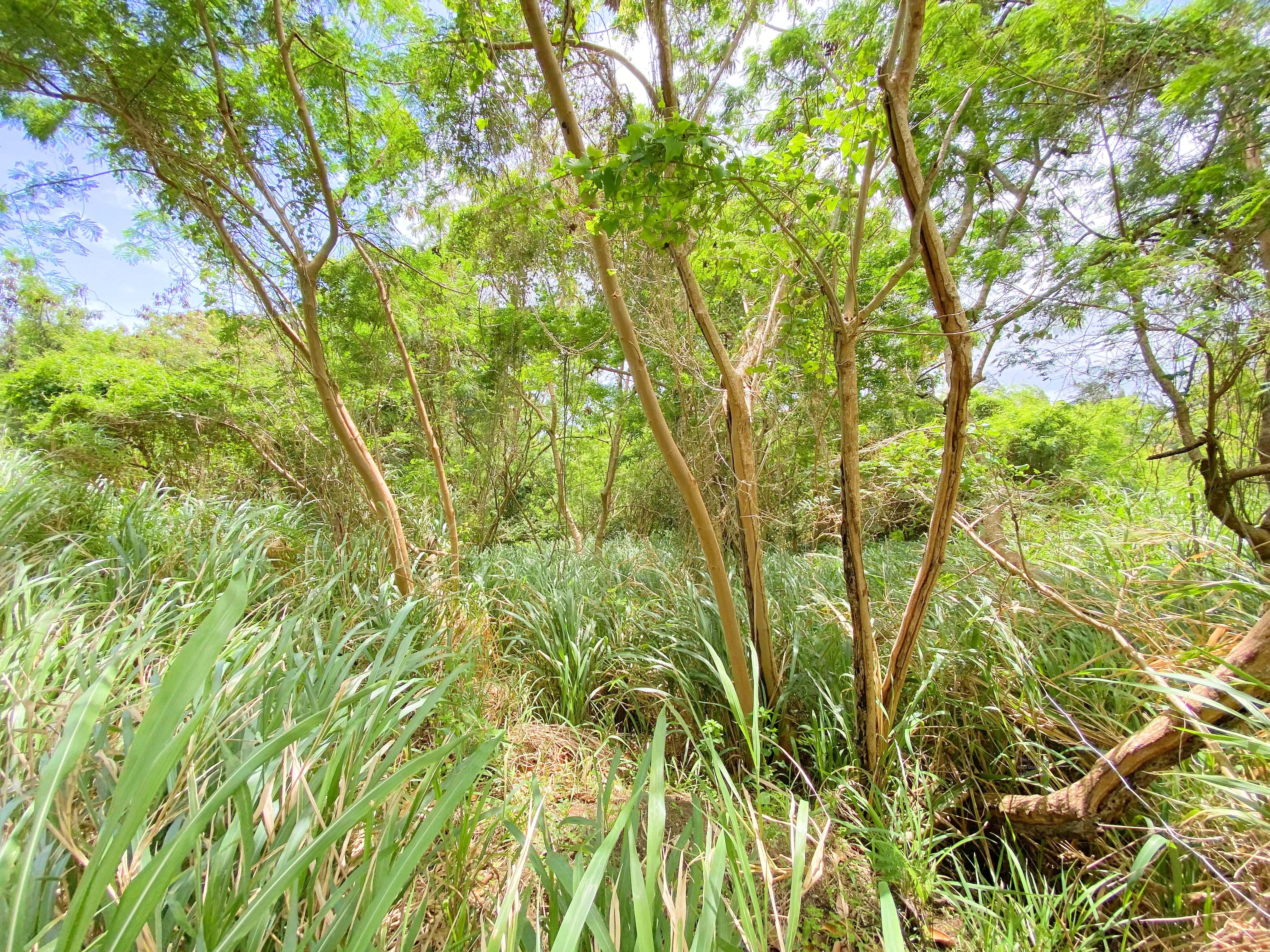 CaribList Barbados Real Estate and Property for Sale, rent and lease.