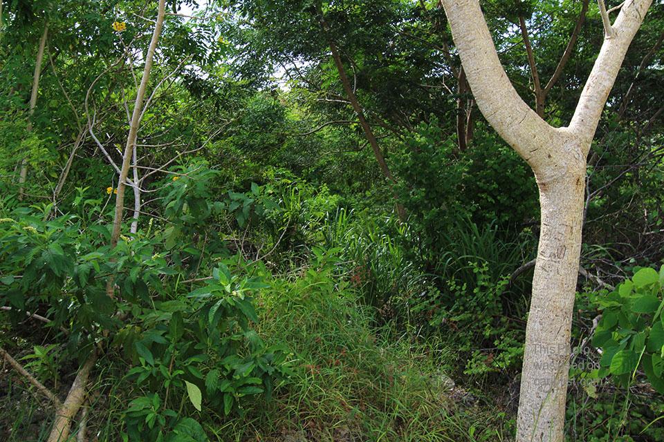 CaribList Barbados Real Estate and Property for Sale, rent and lease.